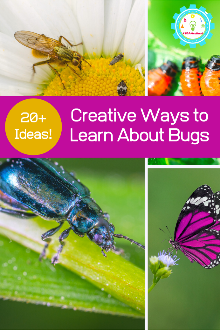 21 Creative Insect STEM Activities for Kids Featuring Bugs!
