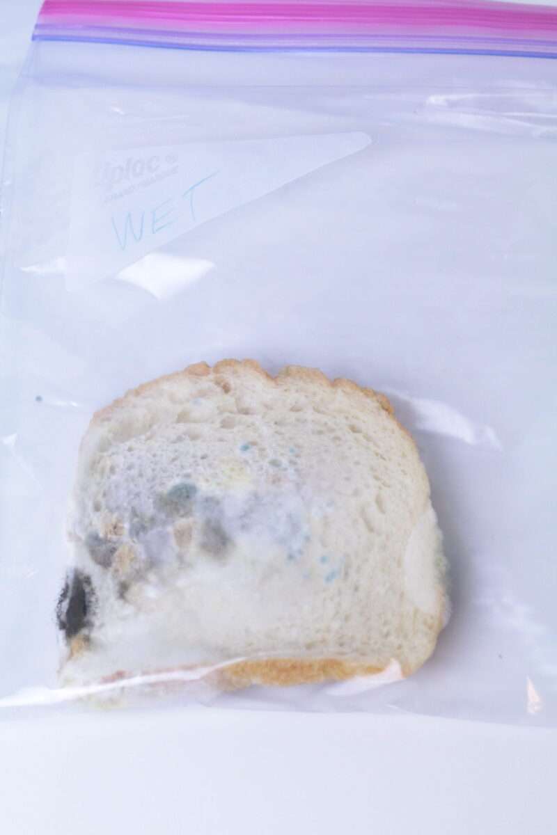 Easy Science: Bread Mold Experiment