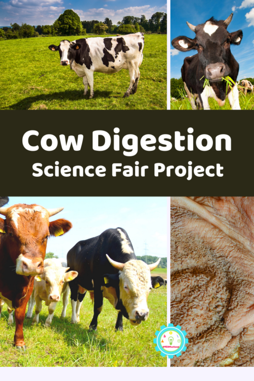 Cow Digestive System Project for a Science Fair