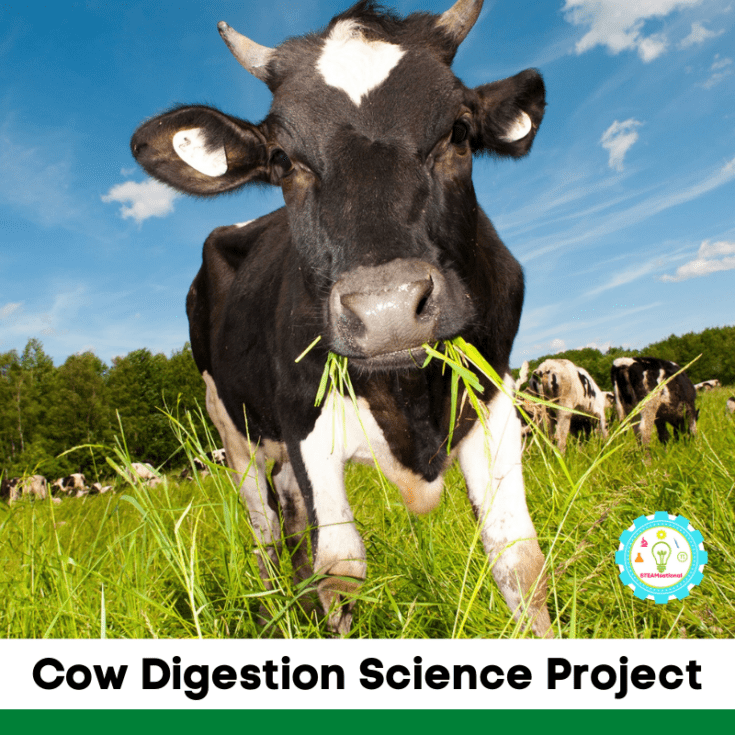 Cow Digestive System Project for a Science Fair