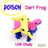 3D Poison Dart Frog Craft and Lesson Plan