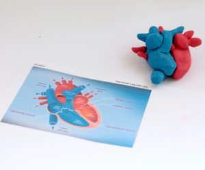 How to Make a 3D Heart Model- Easy Step-by-Step Directions!