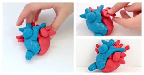 How to Make a 3D Heart Model- Easy Step-by-Step Directions!