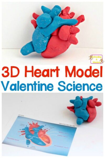 How to Make a 3D DIY Heart Model- Easy Step-by-Step Directions!