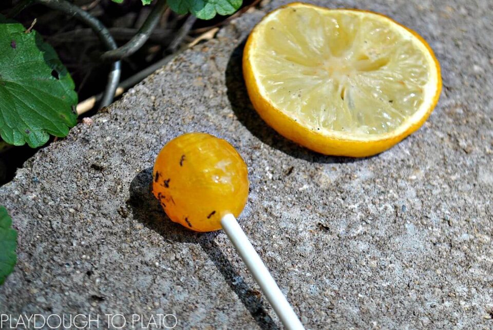 Easy Candy Science Fair Projects Kids and Parents Will Love