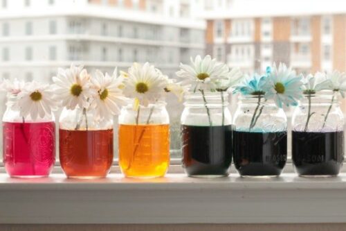 Amazing Color Changing Flowers Experiment