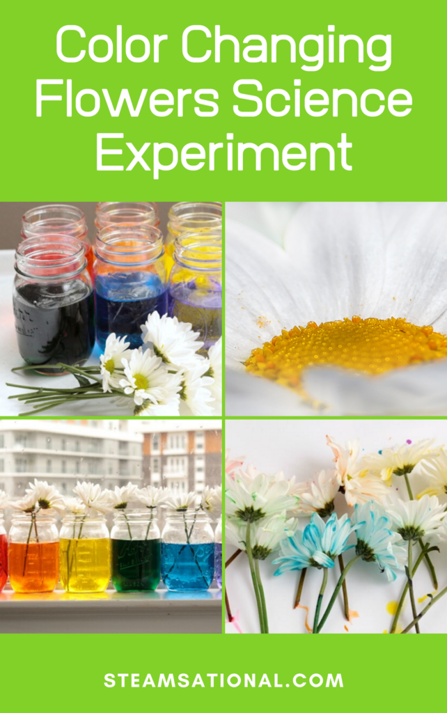 Amazing Color Changing Flowers Experiment