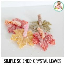 8 Brilliant Leaf Science Experiments for Elementary