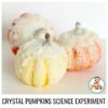 10 Pumpkin Science Experiments for Elementary Kids