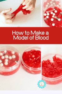 How to Make a Blood Model Project for Halloween or School
