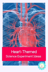 Fun Heart Science Projects for Science Fairs