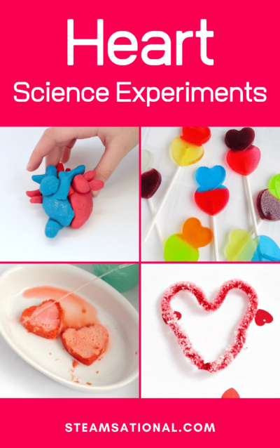 Fun Heart Science Projects for Science Fairs
