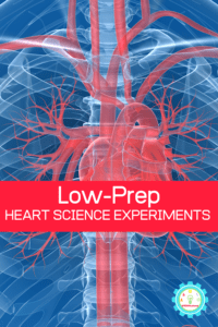 Fun Heart Science Projects for Science Fairs