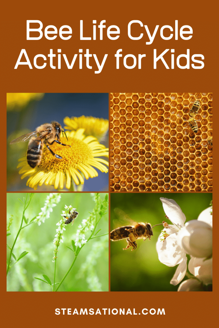 How to Make a 3D Life Cycle of a Bee Activity for Kids