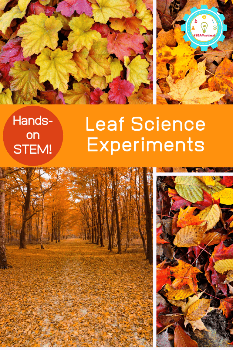 8 Brilliant Leaf Science Experiments for Elementary