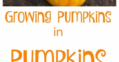 10 Pumpkin Science Experiments for Elementary Kids