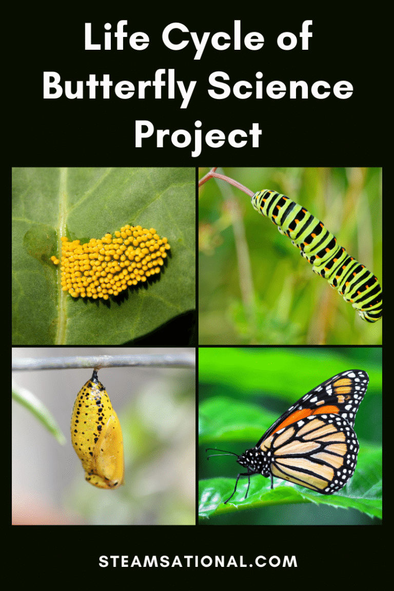 3D Butterfly Life Cycle Science Project