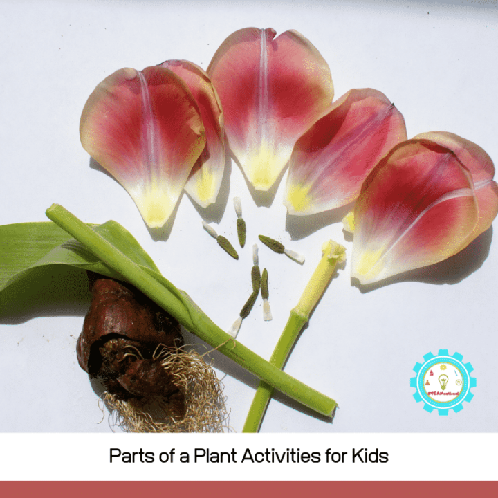 8 Hands-On Plant Stem Activities- Learn about Plant Biology!