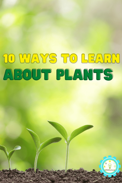 STEM Plant Activities- 10 Ways to Learn About Plants!