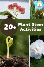 8 Hands-On Plant Stem Activities- Learn about Plant Biology!