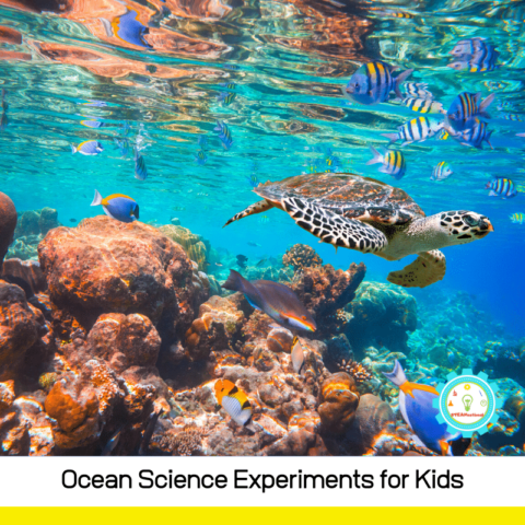 12+ Easy and Fun Ocean Science Experiments for Curious Kids