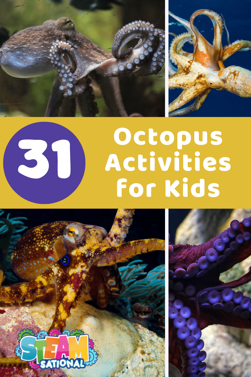 Octopus Facts For Toddlers