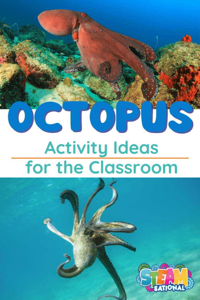 31+ Fun Educational Octopus Activities for Kids