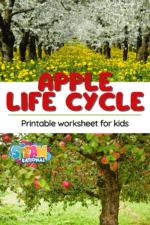 Colorful Apple Tree Life Cycle Worksheet that's Easy to Use!
