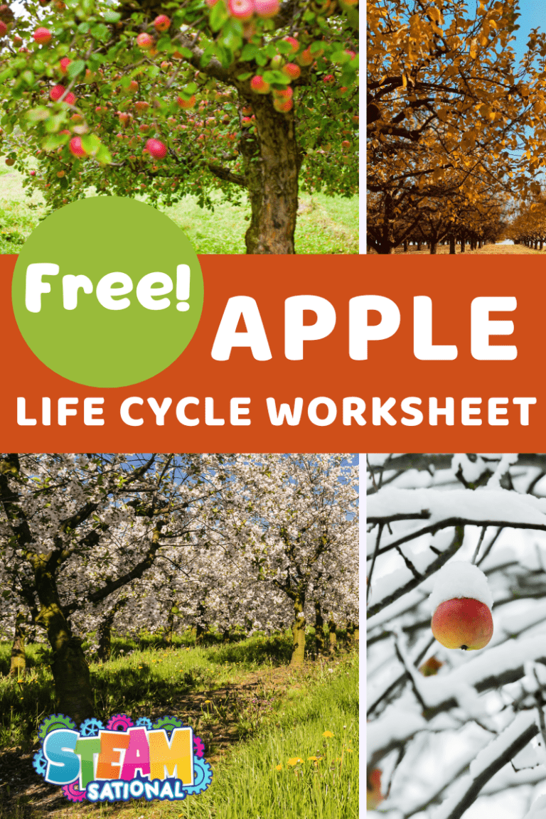 Colorful Apple Tree Life Cycle Worksheet that's Easy to Use!