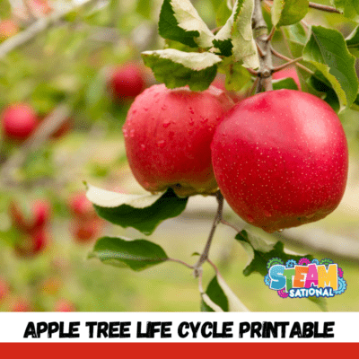 Colorful Apple Tree Life Cycle Worksheet that's Easy to Use!